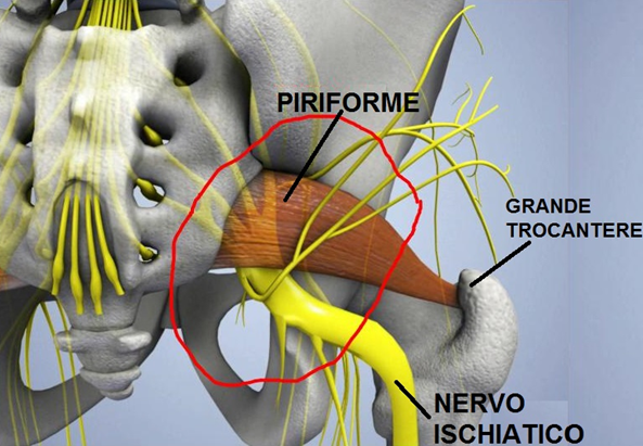 Hanche - Cabinet Olagnier Pédicurie Podologie
